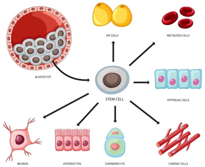 Stem Cell : Everon Life Sciences